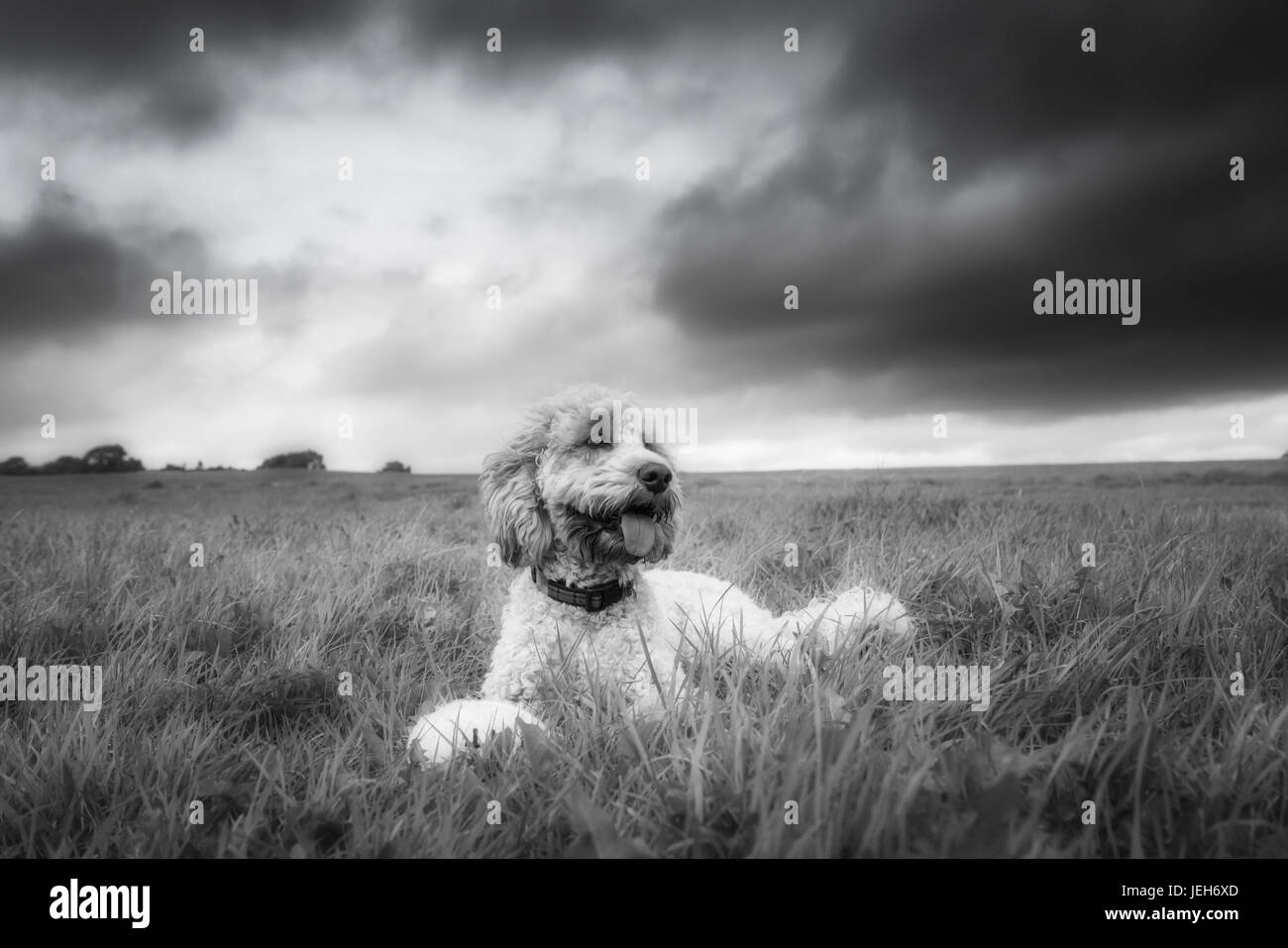 Black and white cockapoo hi-res stock photography and images - Alamy