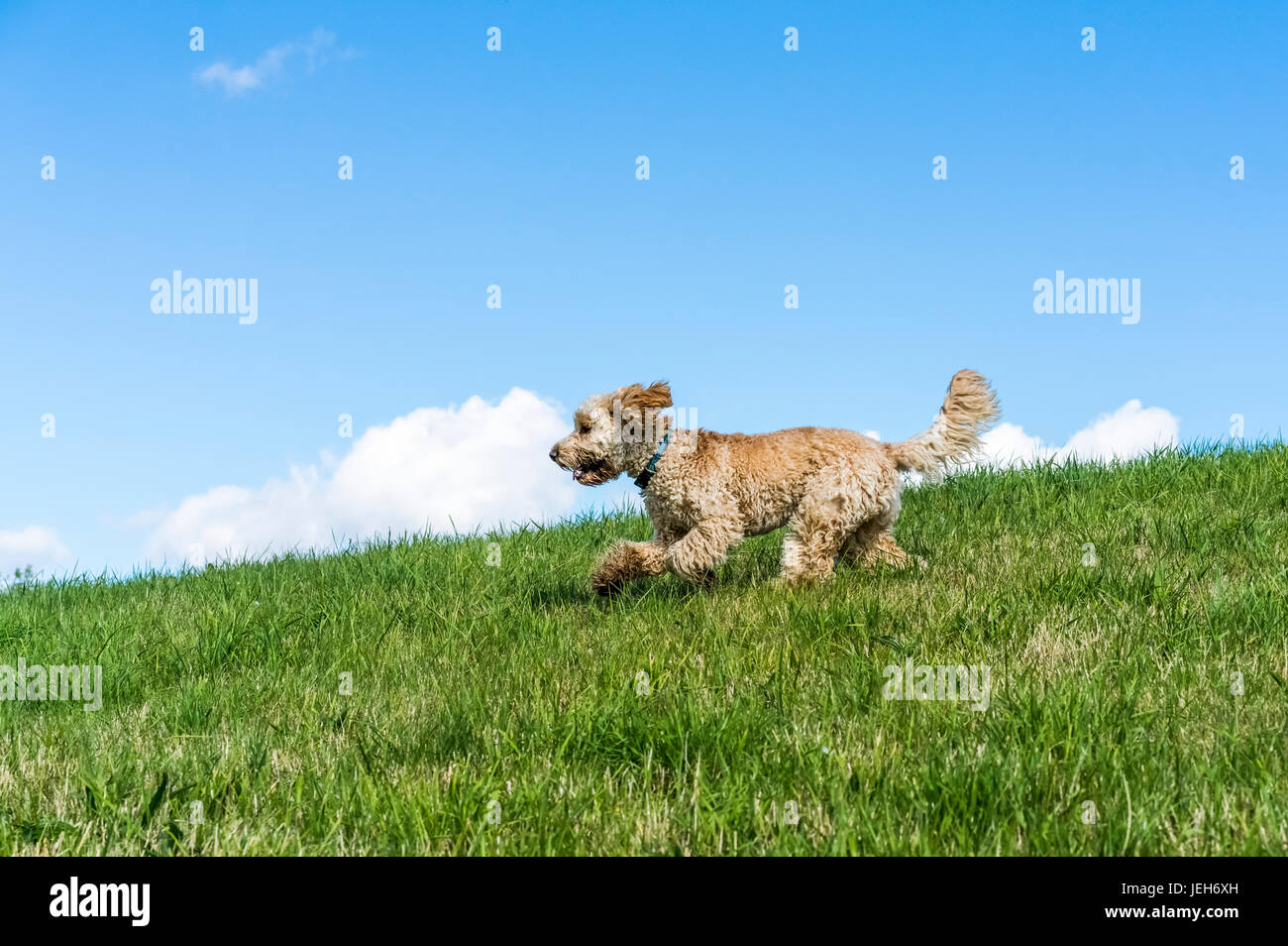 Cockapoo side view hi-res stock photography and images - Alamy