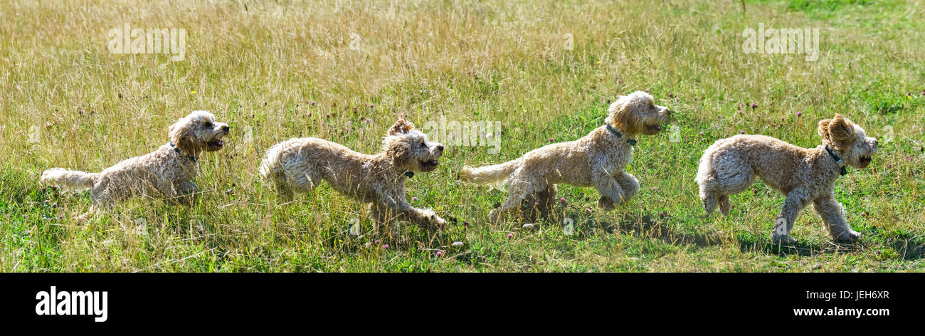 Cockapoo side view hi-res stock photography and images - Alamy