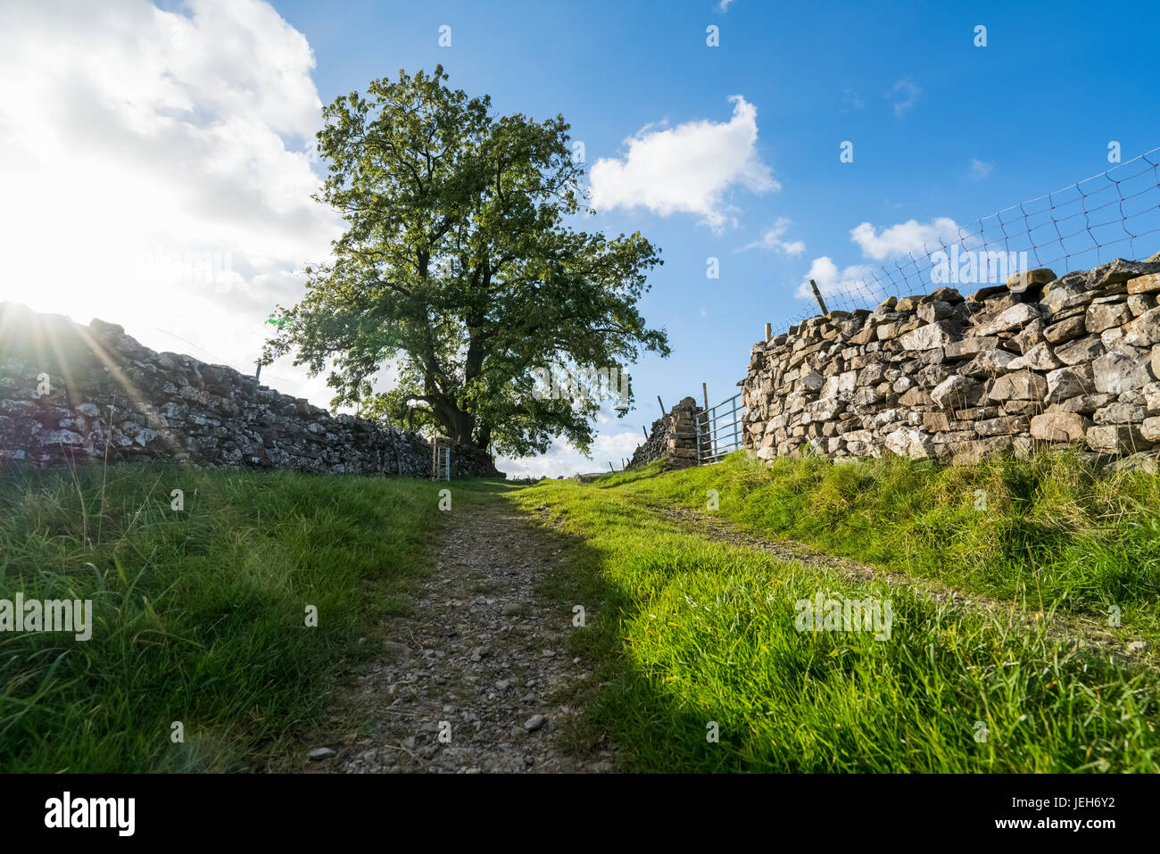 Gravel tracks between two stone walls leading towards a tree under a ...