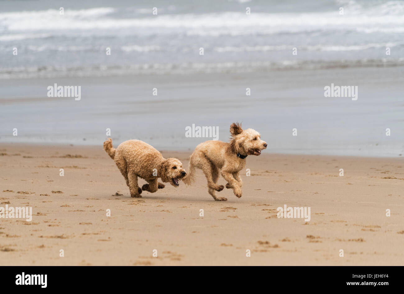 Cockapoo side view hi-res stock photography and images - Alamy