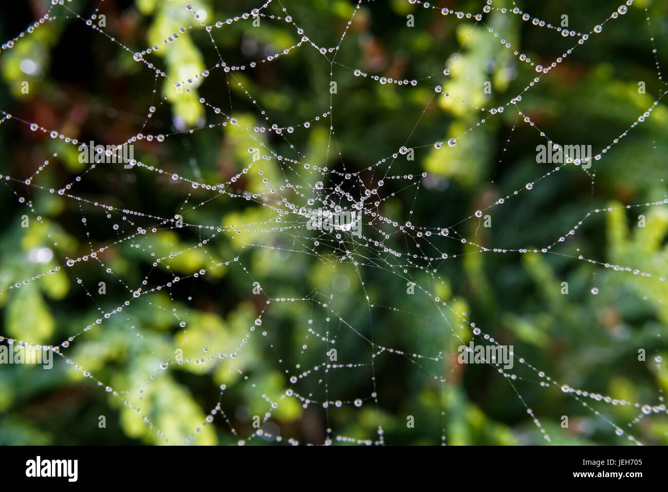 Water droplets on a spider web; North Yorkshire, England Stock Photo ...