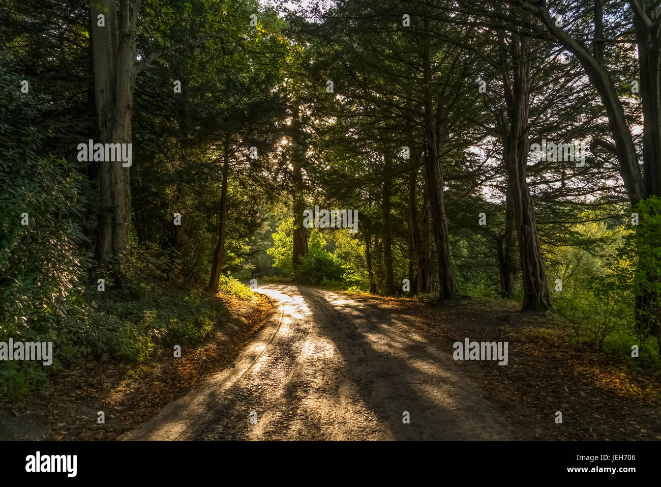 Sunlight and shadows cast on a path leading through a forest; North ...