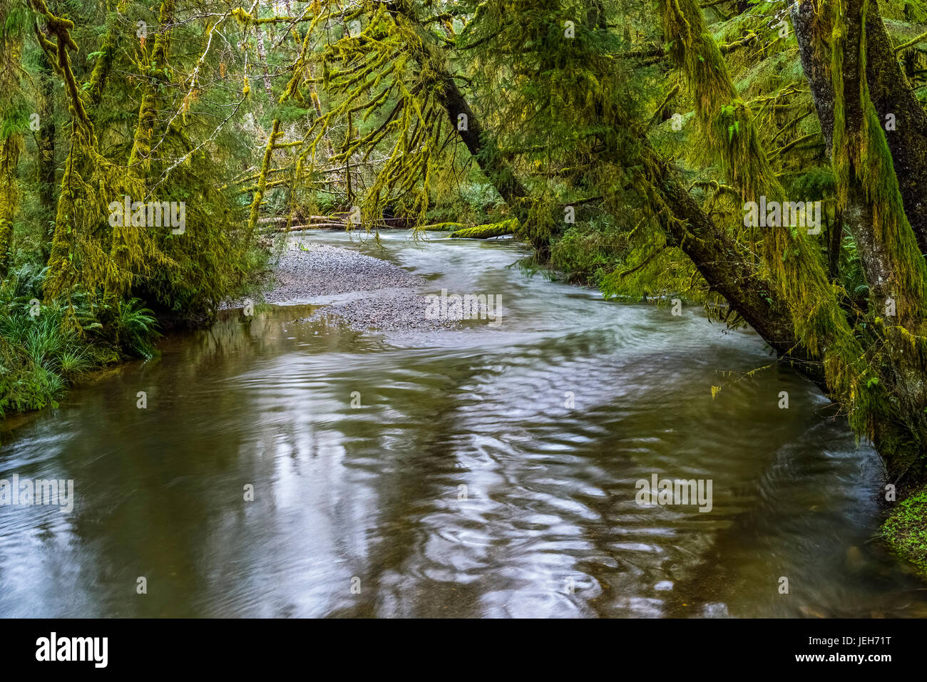 Ecola Creek flows through mossy rain forest; Cannon Beach, Oregon ...