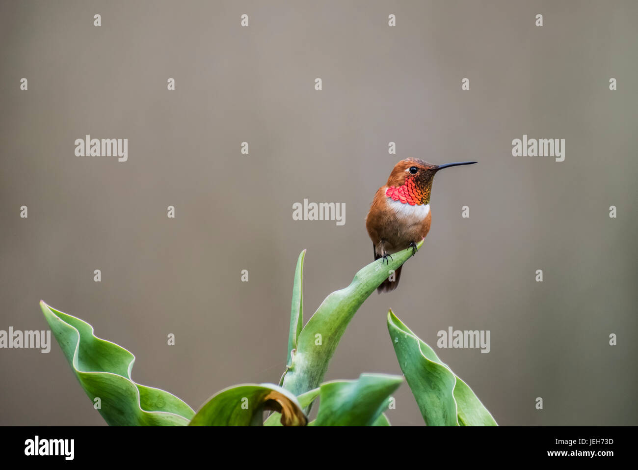 Northwest hummingbird hi-res stock photography and images - Alamy