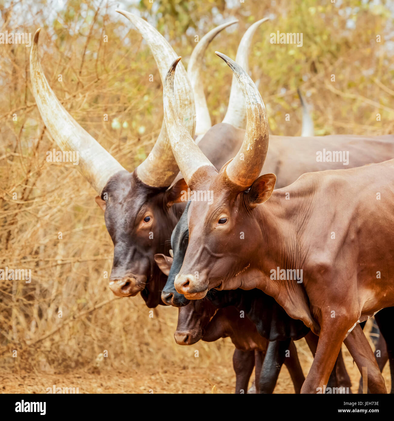 Ankole watusi cattle bos hi-res stock photography and images - Alamy