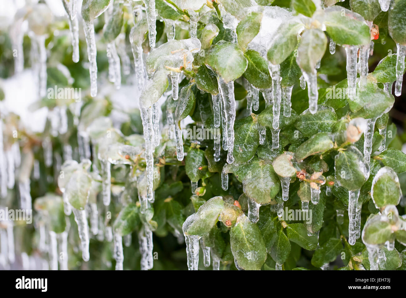 Leaves with icicles hi-res stock photography and images - Alamy