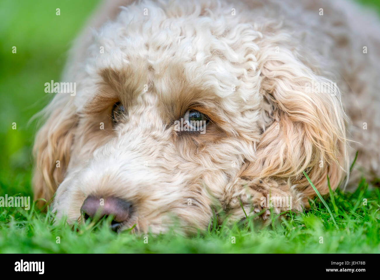Cockapoo Portrait High Resolution Stock Photography and Images - Alamy