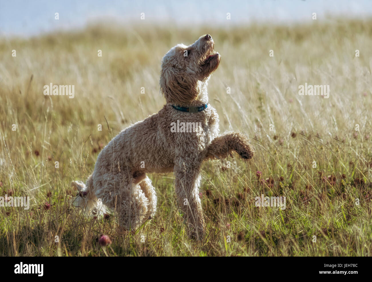Cockapoo side view hi-res stock photography and images - Alamy