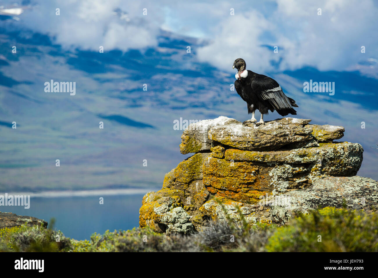 Andean condor hi-res stock photography and images - Alamy