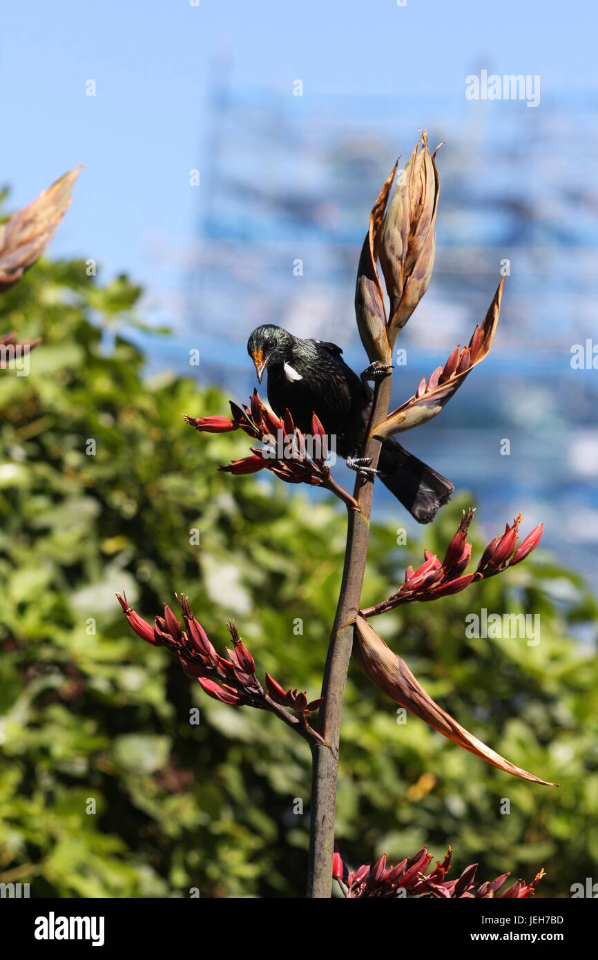 Tui new zealand hi-res stock photography and images - Alamy
