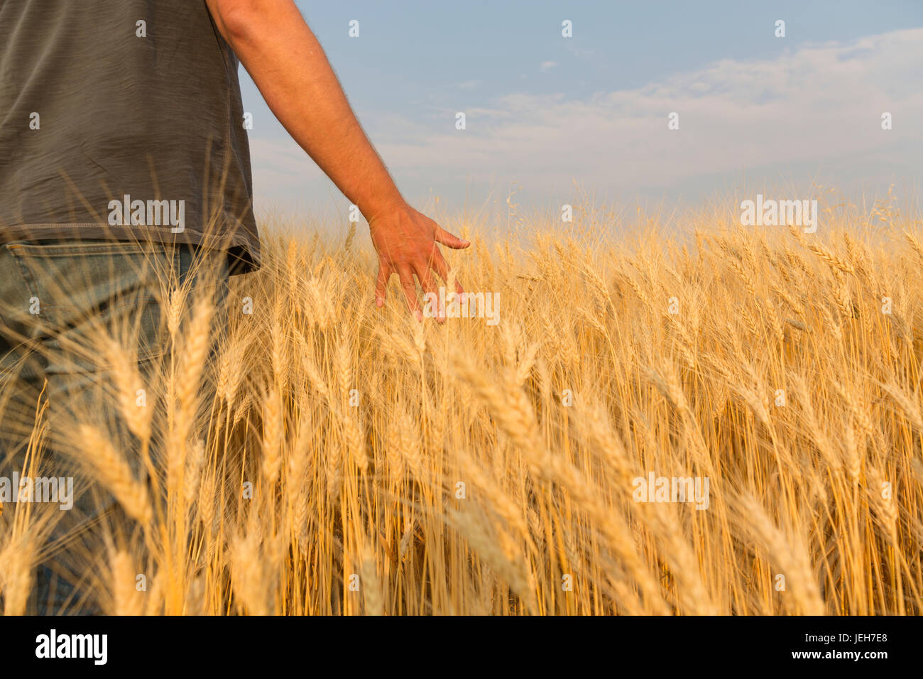 Man walking through wheat field running his hand through the wheat; Val ...