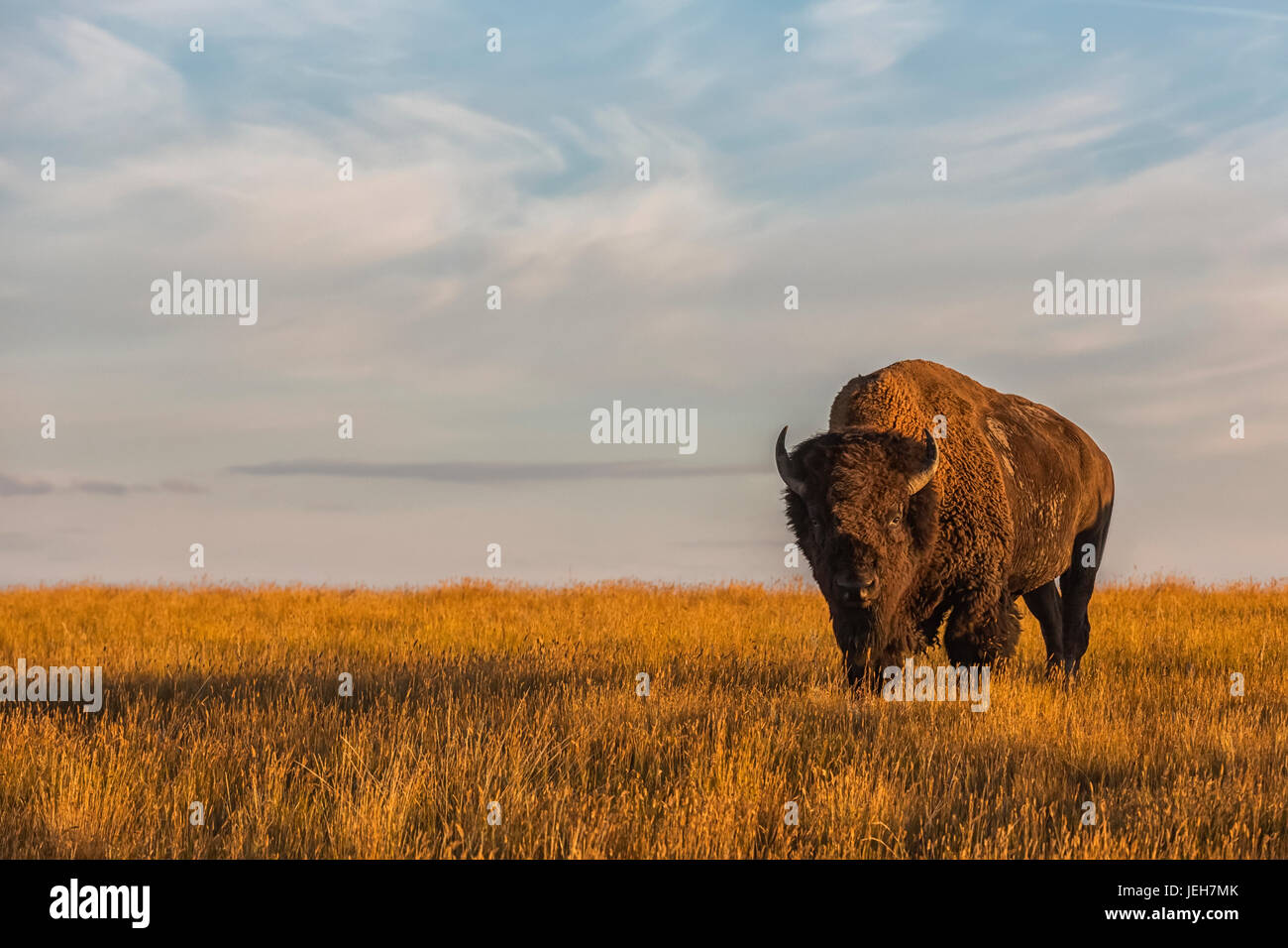 Bison (bison bison), Grasslands National Park; Saskatchewan, Canada ...