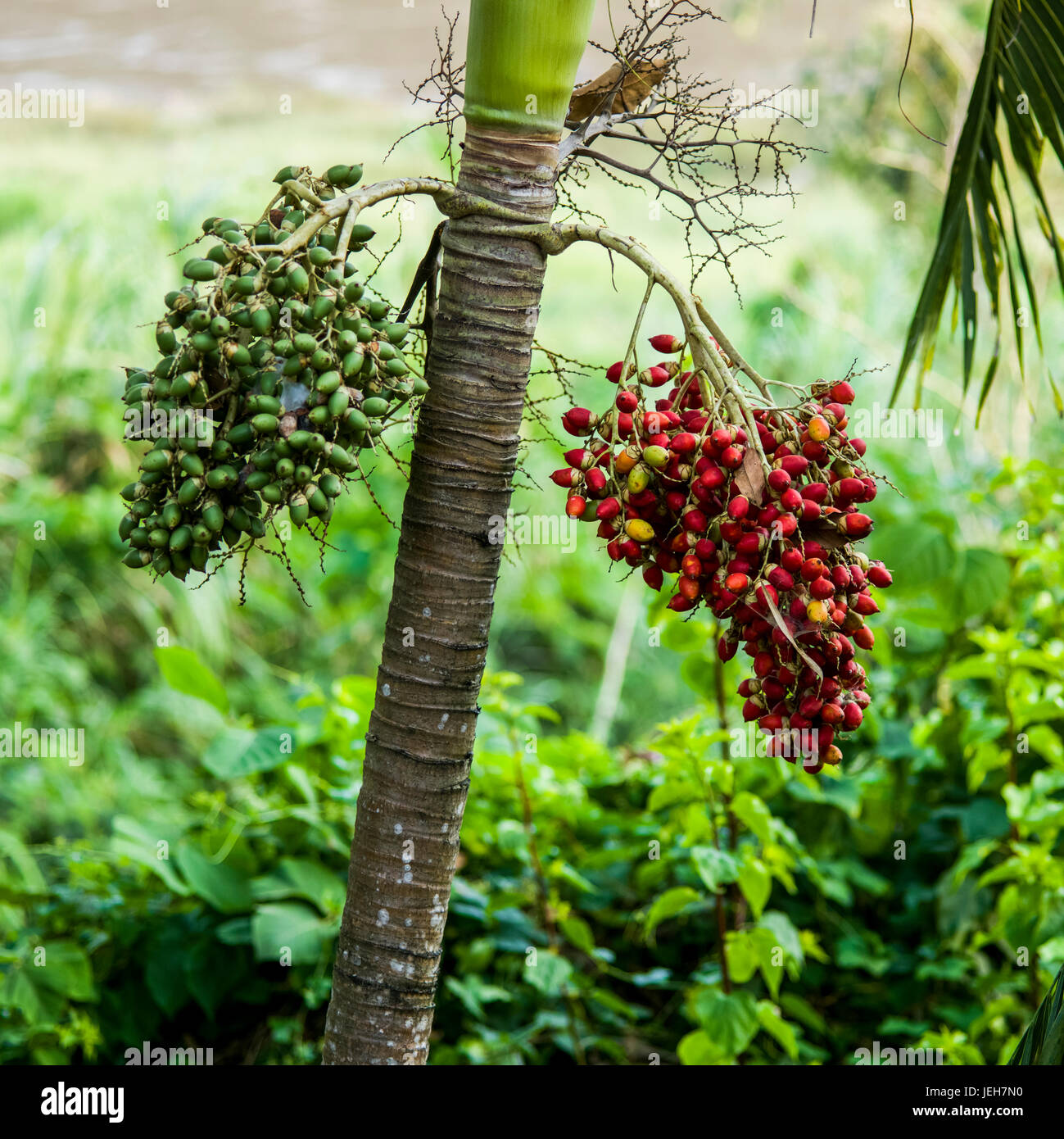 Berry Clusters Stock Photos & Berry Clusters Stock Images - Alamy