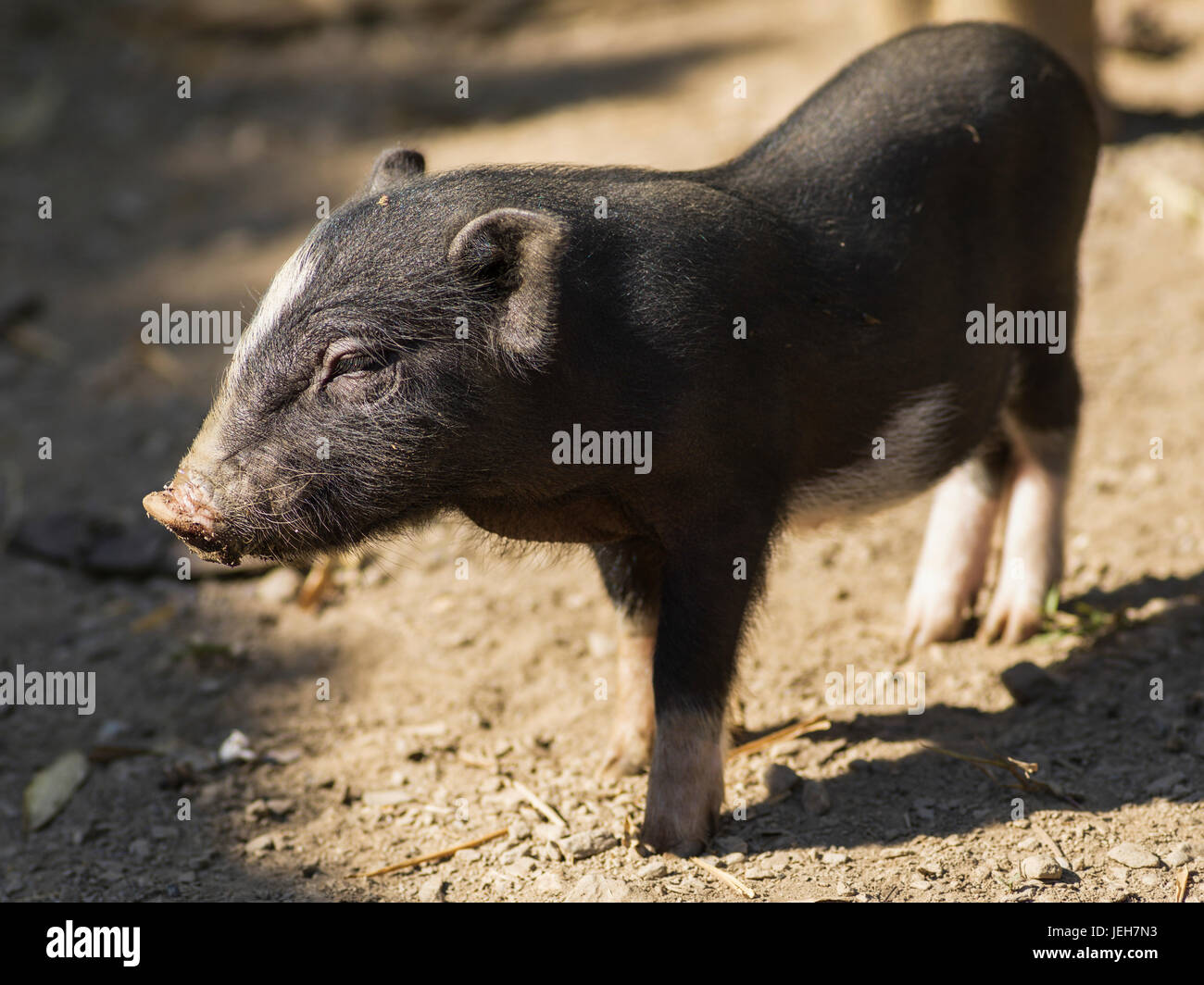 Black Piglet Stock Photos & Black Piglet Stock Images - Alamy