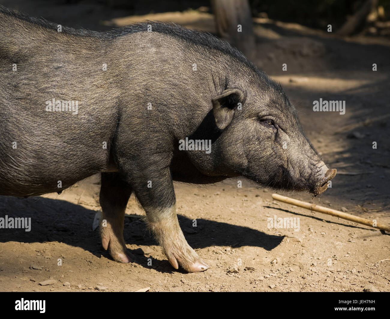 A black pig; Luang Prabang Province, Laos Stock Photo - Alamy