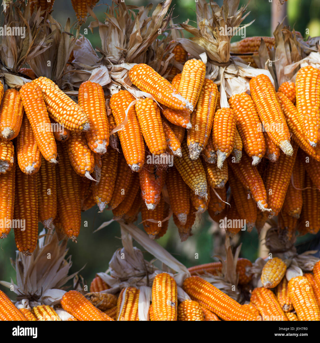 Ears of corn drying on a rack; Tambon Mae Salong Nok, Chang Wat Chiang ...