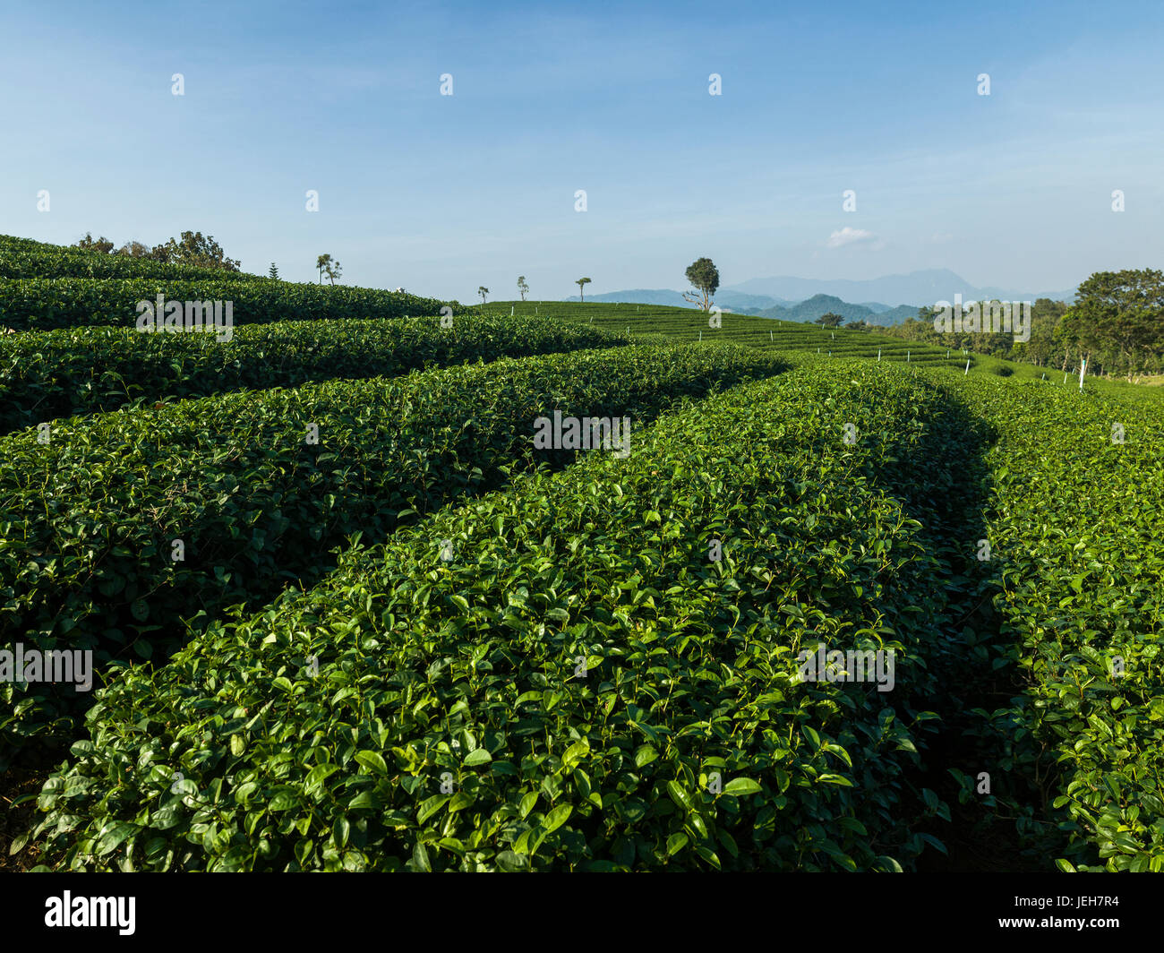 Tea structure hi-res stock photography and images - Alamy