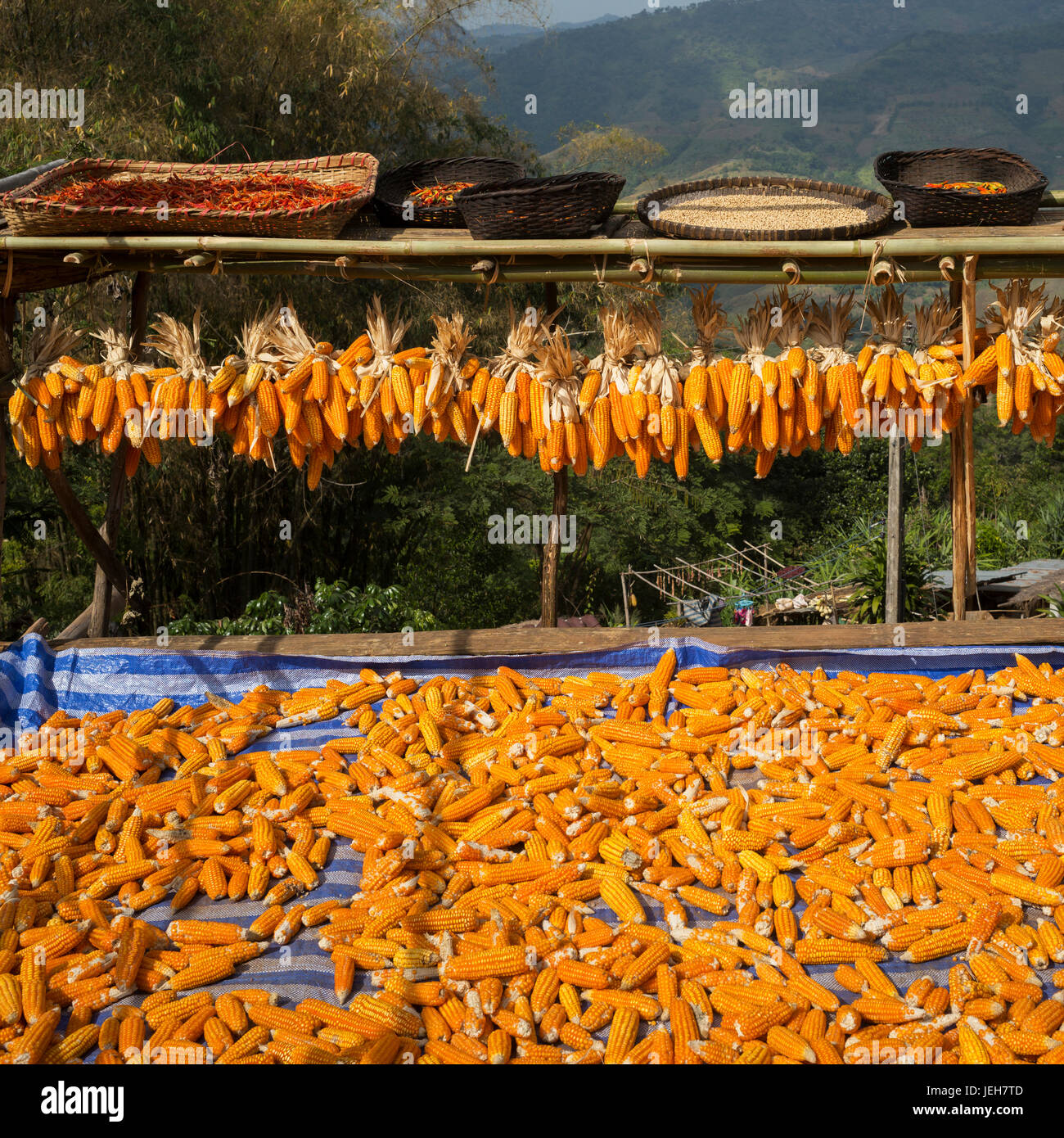 Ears of corn drying on racks and laying out on a tarp; Tambon Mae ...