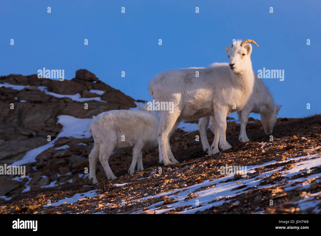 Three dall sheep hi-res stock photography and images - Alamy