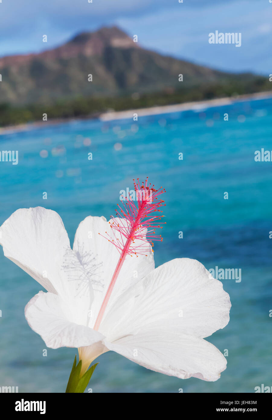 Close-up of a white hibiscus flower with Diamond Head and Waikiki Beach ...