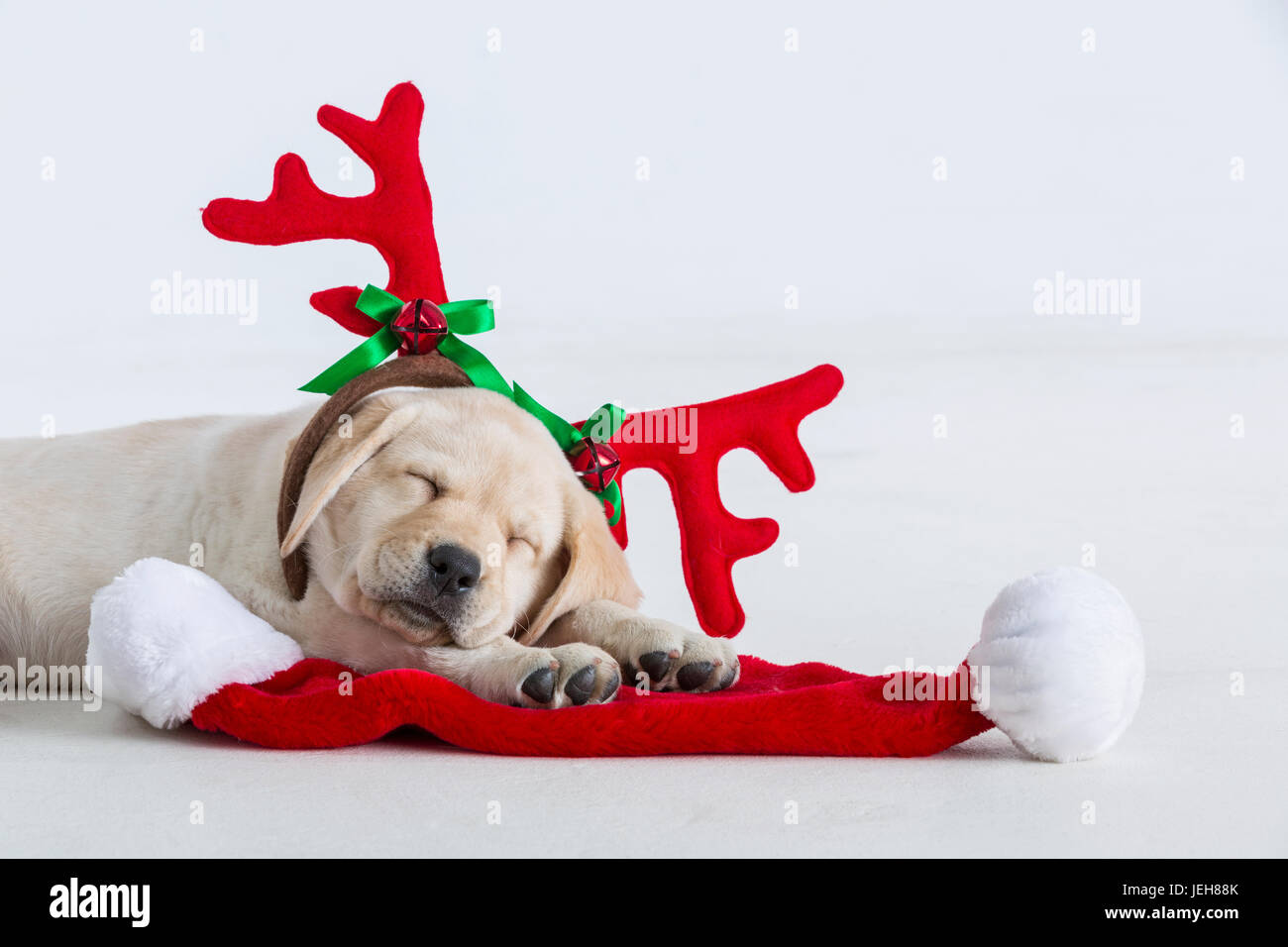 A Labrador puppy lays down on a santa hat wearing red reindeer antlers ...