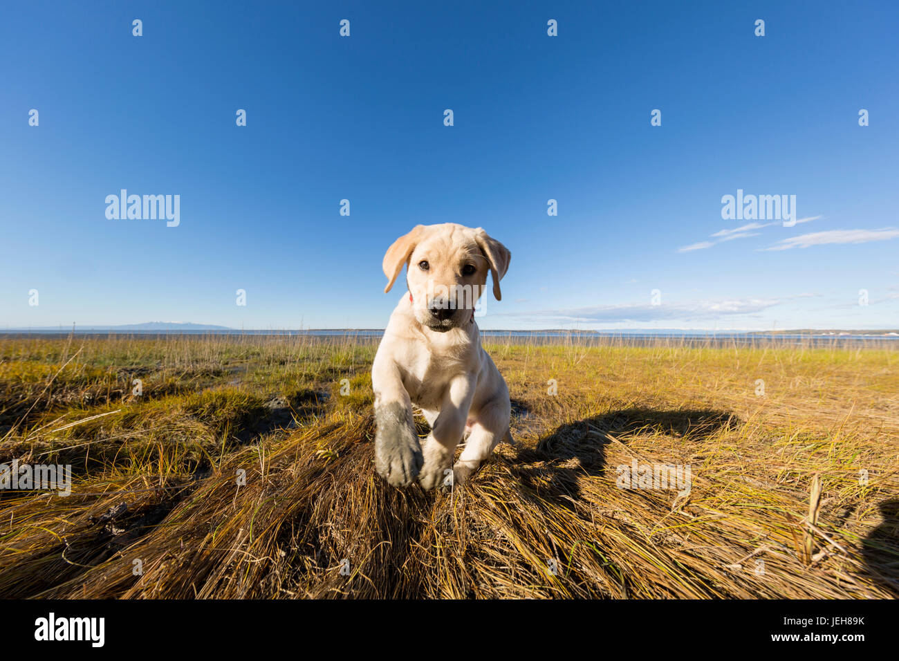 A young Labrador puppy sitting on autumn coloured grasses looks ...