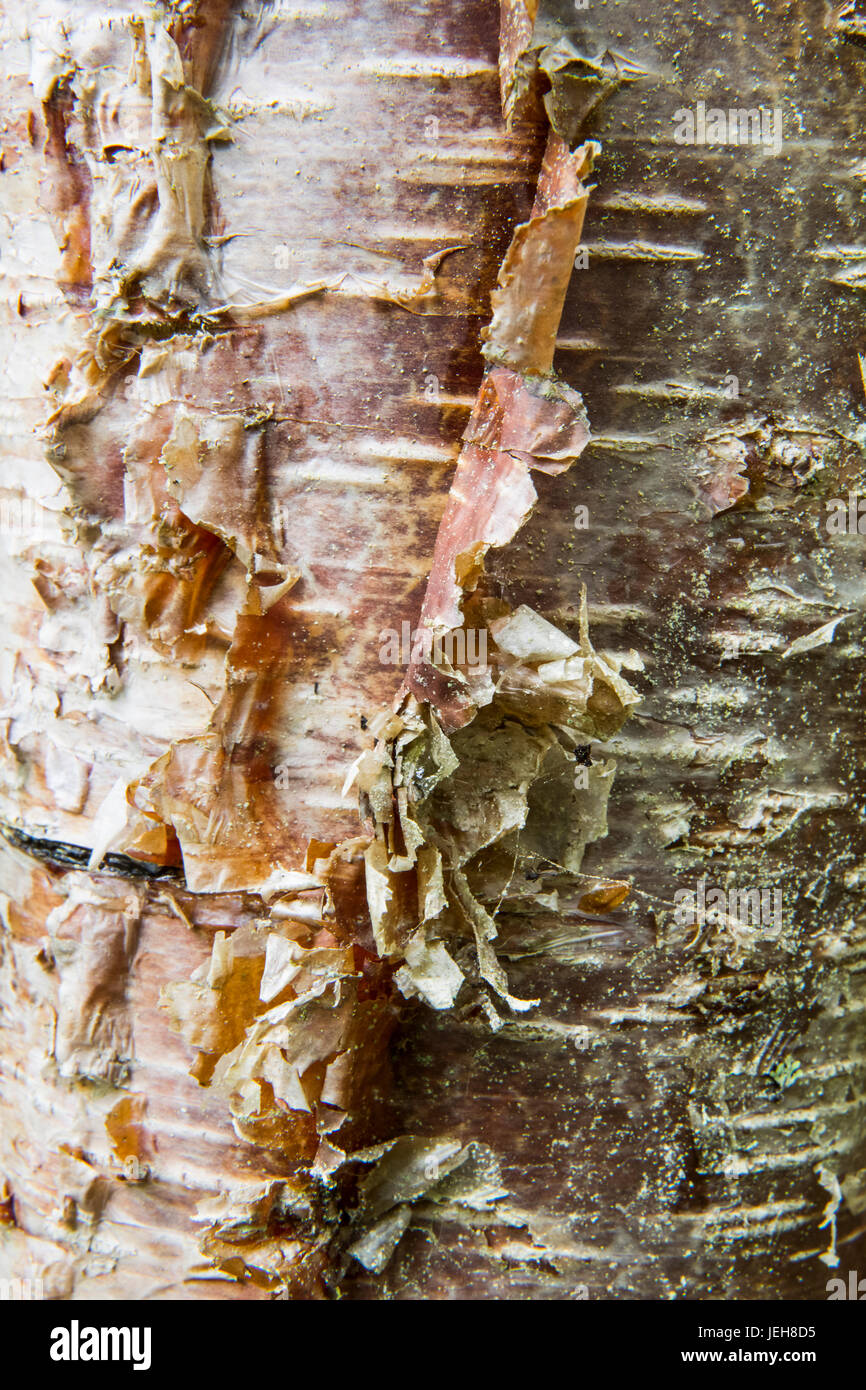 Bark peeling from tree hi-res stock photography and images - Alamy