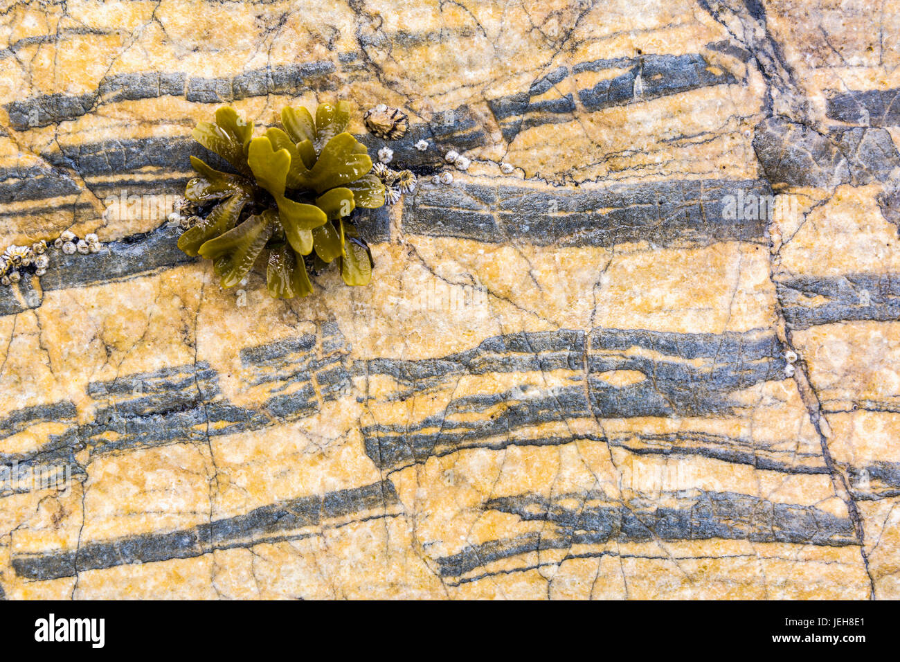 Detail view of green kelp growing on a rock in Kachemak Bay, South ...