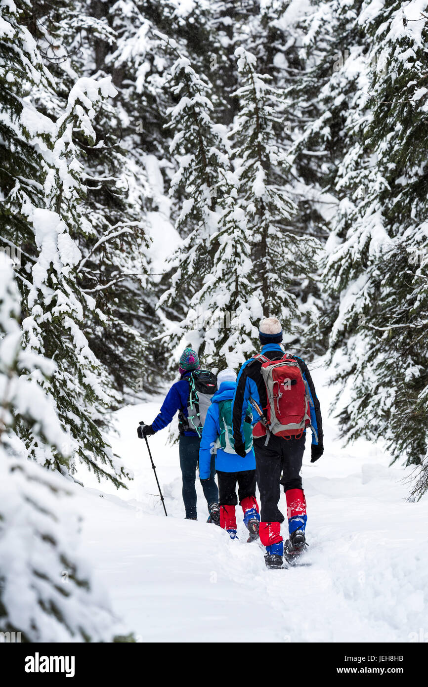A group snowshoeing along a trail in a snow covered forest, East of ...