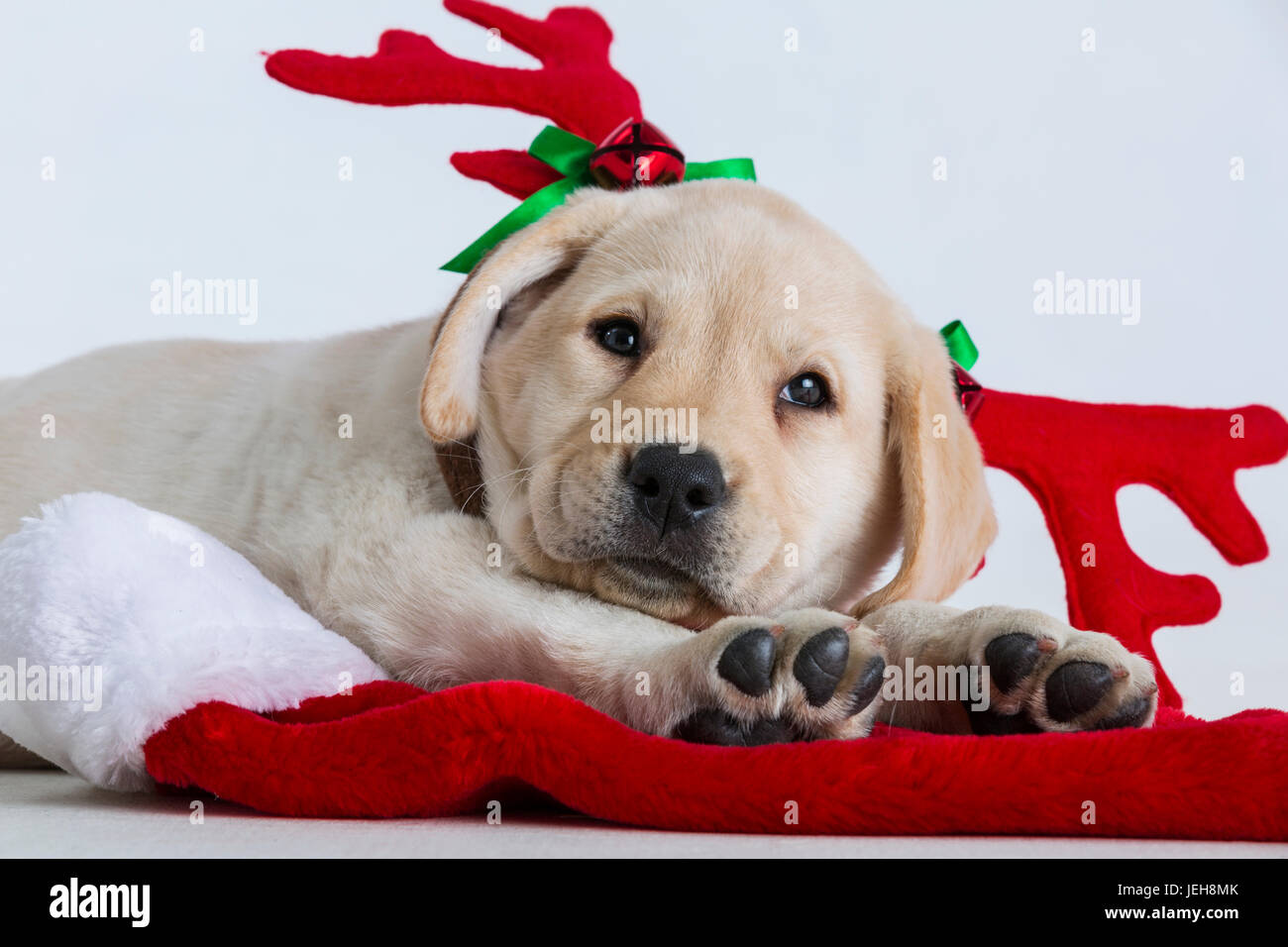 A Labrador puppy laying down on a santa hat wearing red reindeer ...