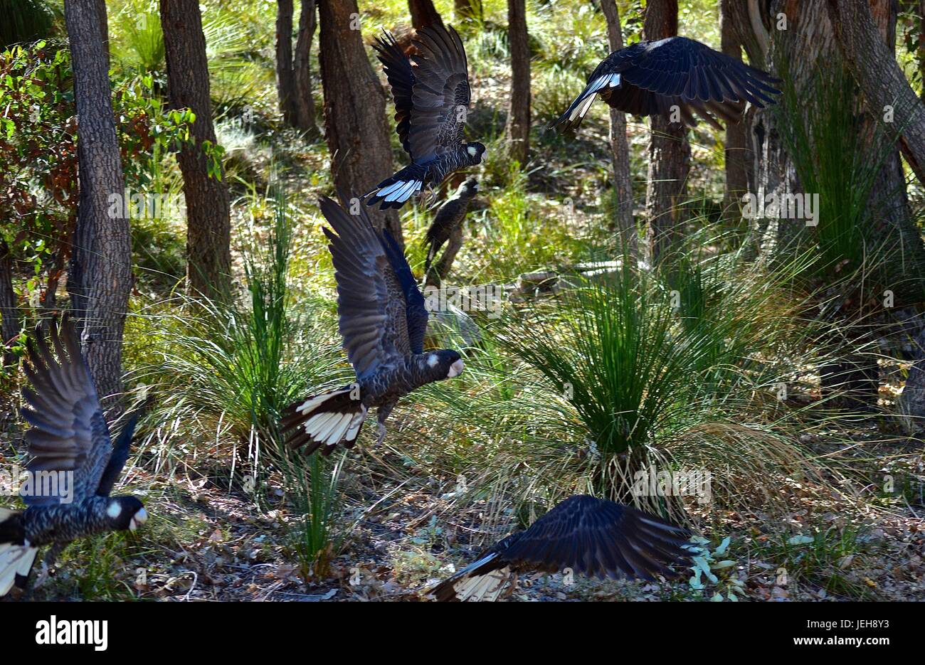 Flying black cockatoo hi-res stock photography and images - Alamy