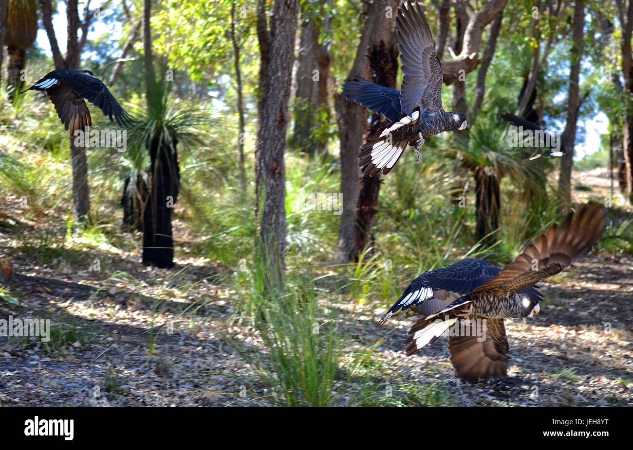 Flying black cockatoo High Resolution Stock Photography and Images - Alamy