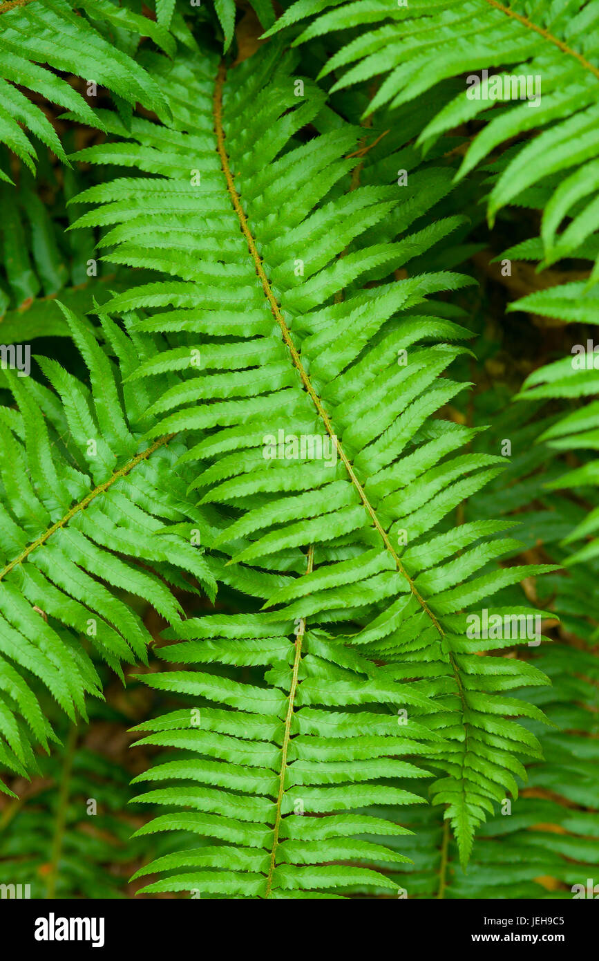 British ferns hi-res stock photography and images - Alamy