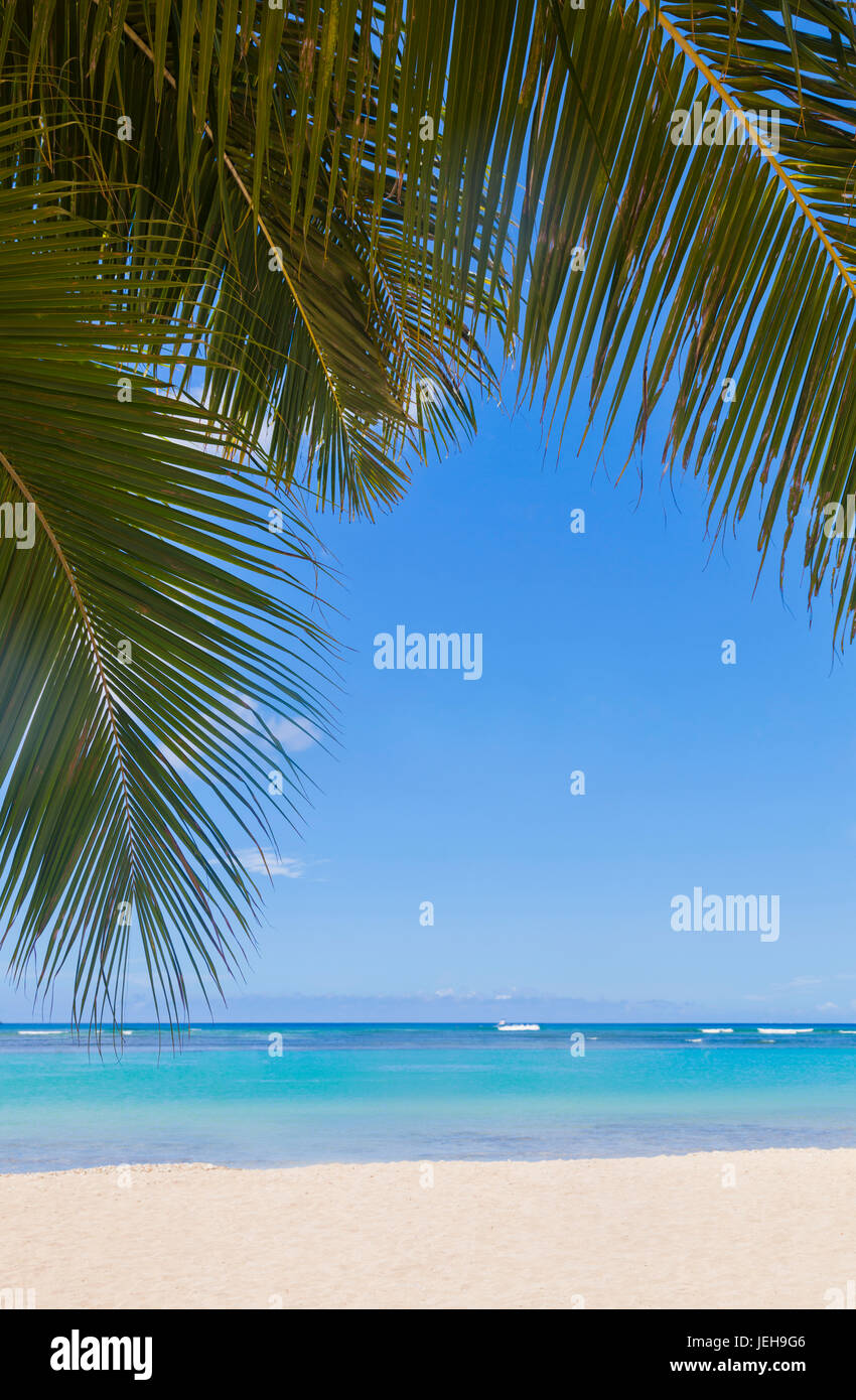 Palm frond hanging hi-res stock photography and images - Alamy