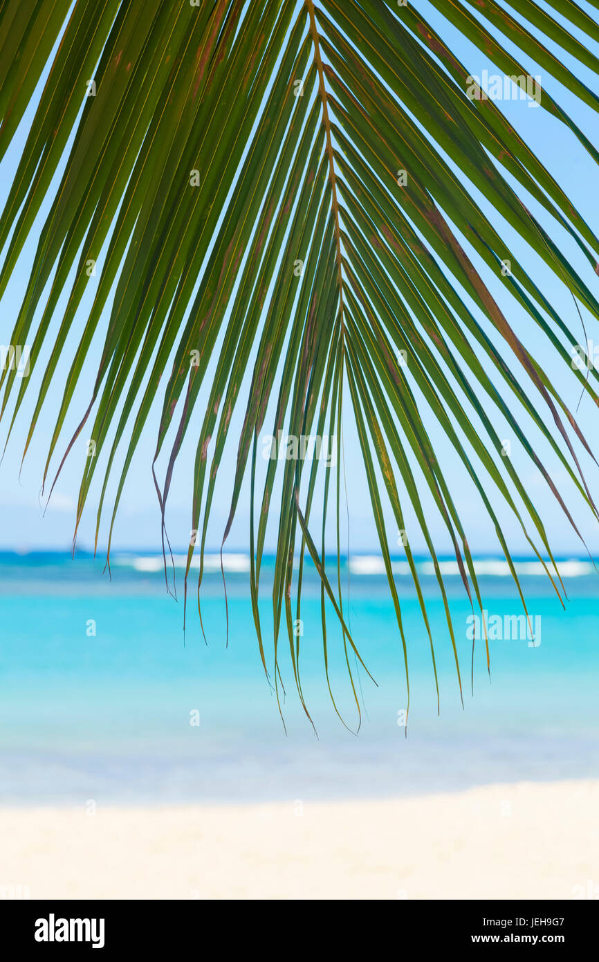 Palm frond hanging hi-res stock photography and images - Alamy