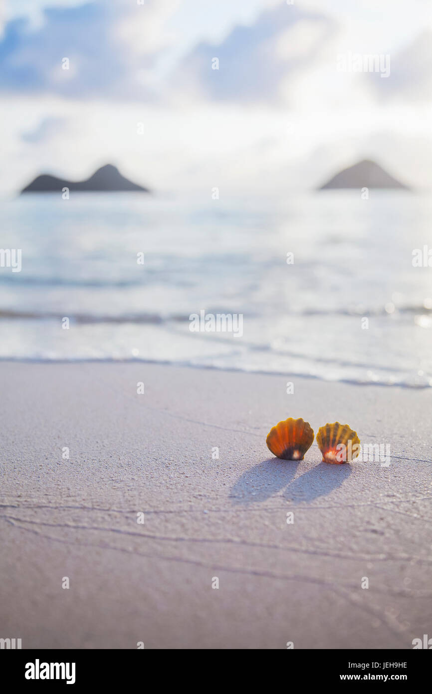 A set of two rare Hawaiian Sunrise Scallop Seashells, also known as ...
