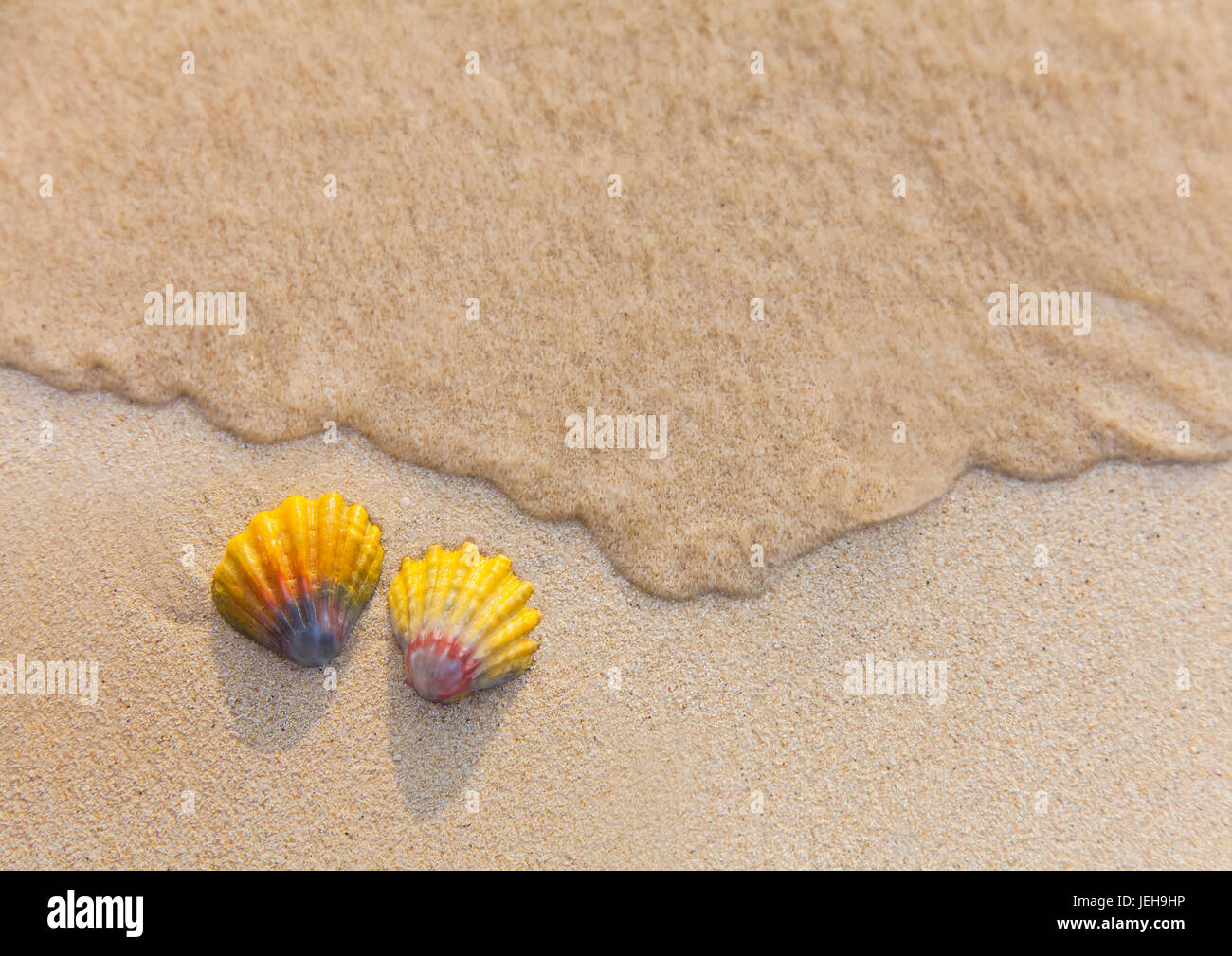 A set of two rare Hawaiian Sunrise Scallop Seashells, also known as ...