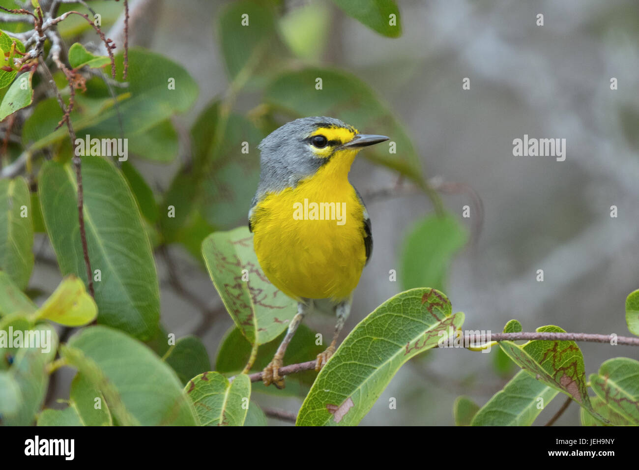 Adelaide's Warbler (Dendroica adelaidae), Puerto Rico Stock Photo - Alamy