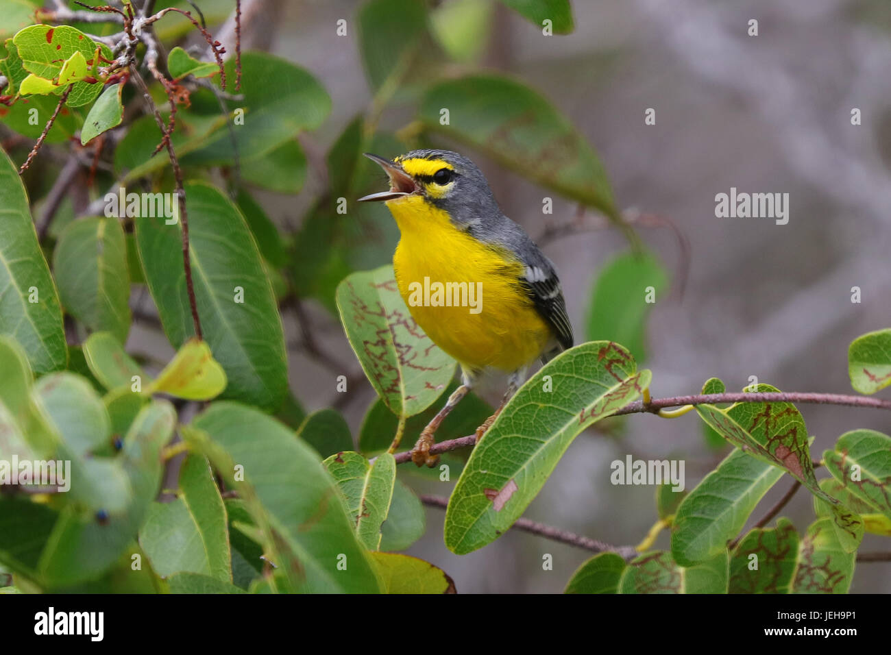 Adelaide's Warbler (Dendroica adelaidae), Puerto Rico Stock Photo - Alamy