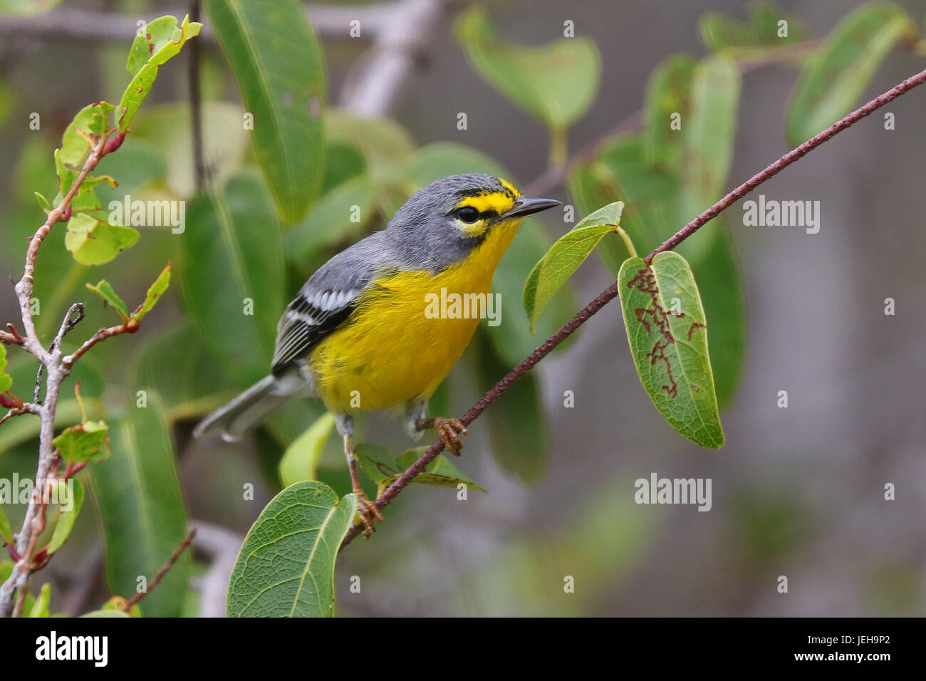 Adelaide's Warbler (Dendroica adelaidae), Puerto Rico Stock Photo - Alamy