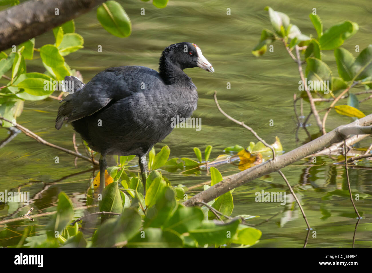 Caribbean Coot
