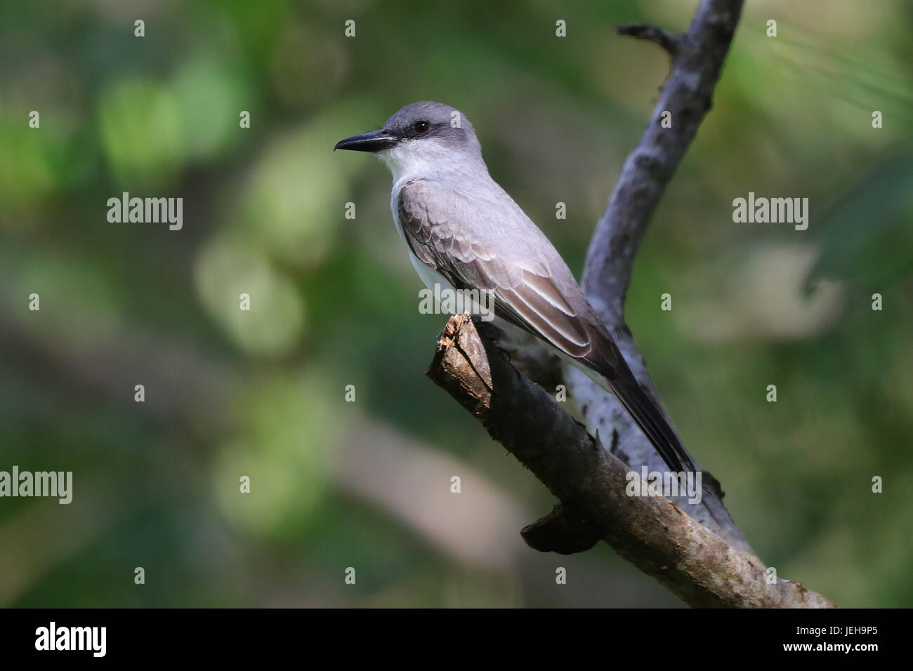 Gray kingbird hi-res stock photography and images - Alamy