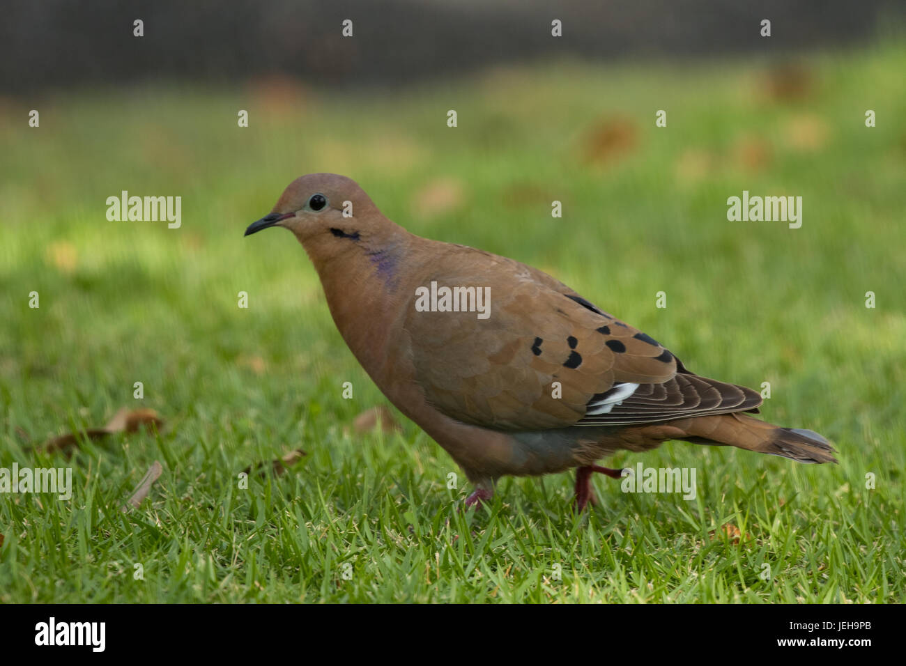 Zenaida Dove (Zenaida aurita) Puerto Rico Stock Photo - Alamy