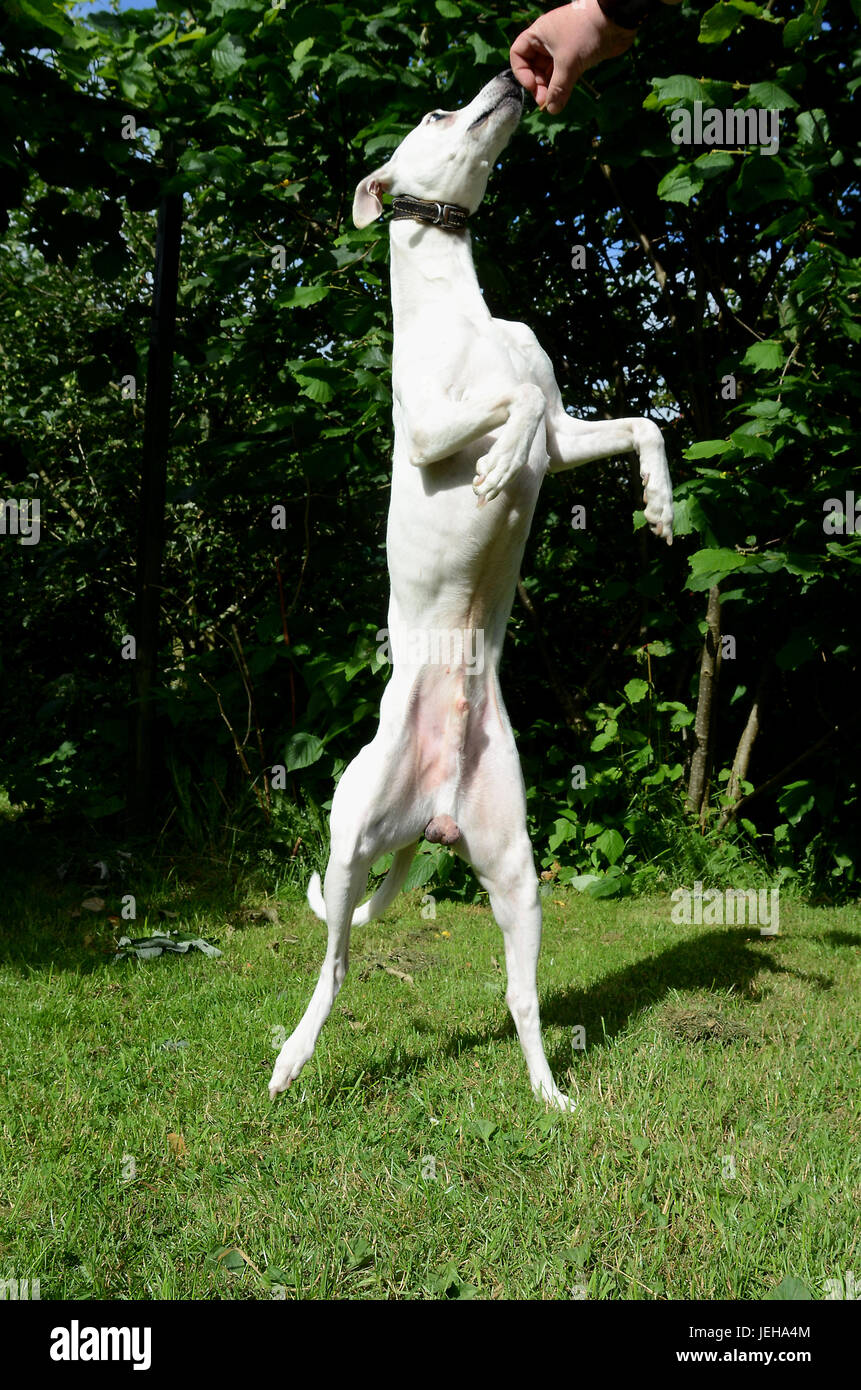 Whippet Dog Muscle
