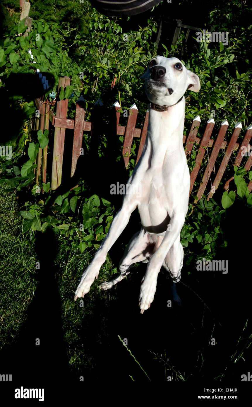 White Whippet dog balancing on his hind legs Stock Photo - Alamy