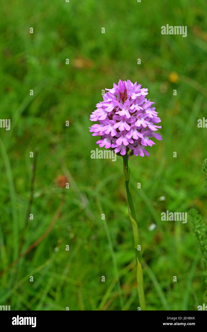 Thurlbear hi-res stock photography and images - Alamy