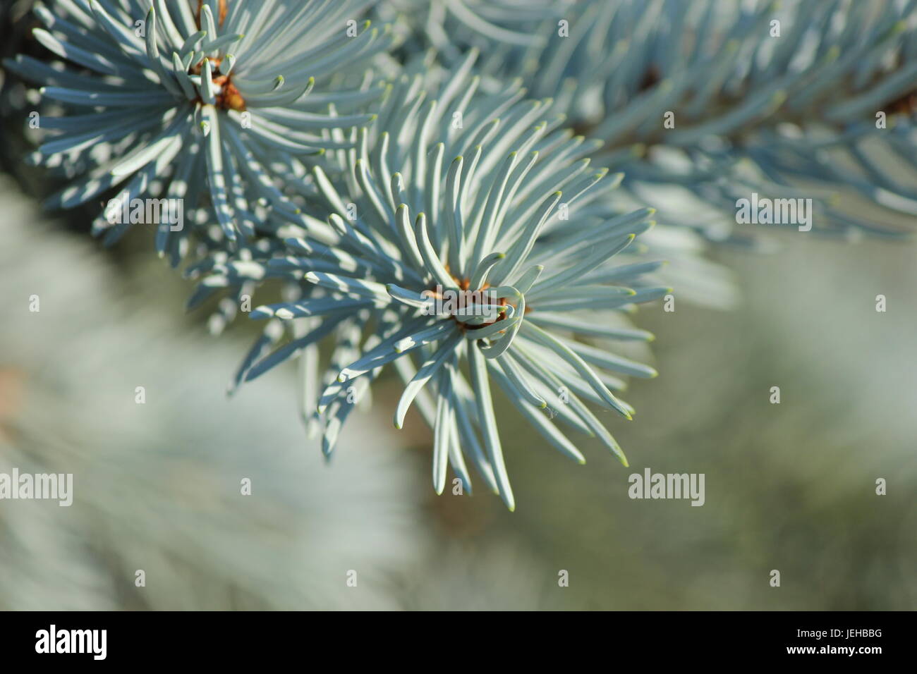Pine tree close-up Stock Photo - Alamy