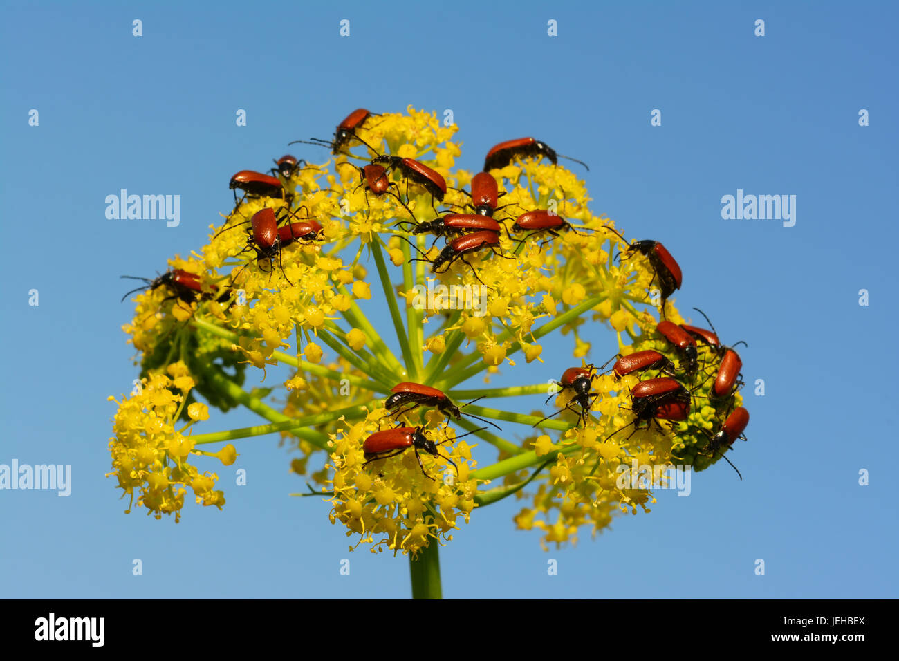 Beetles swarm on flower Stock Photo - Alamy