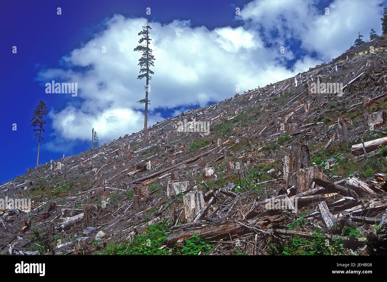 Forest clear cutting aerial view hi-res stock photography and images ...